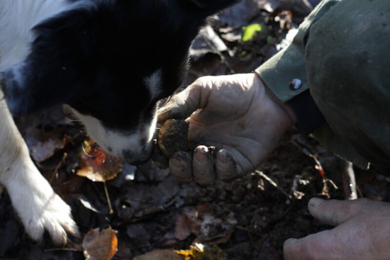 Langhe: Truffle Hunting Experience - Final Thoughts