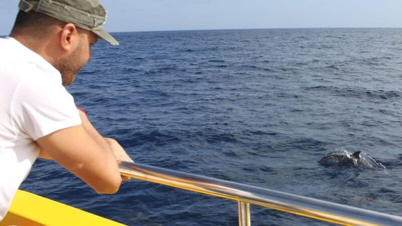 Lanzarote: 2.5-Hour Sunset and Dolphins Cruise - The Experience: A Deep Dive into the Tour