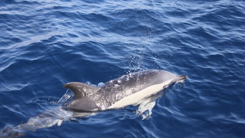 Lanzarote: 2.5-Hour Sunset and Dolphins Cruise - The Verdict: Is It Worth It?