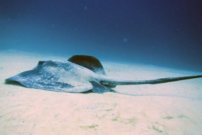 Lanzarote: 2 Guided Dives (Certified Divers Only) - Setting the Scene: What to Expect from This Tour