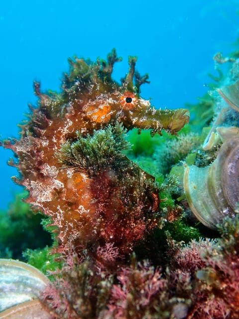 Lanzarote: 2 Guided Dives (Certified Divers Only) - The Practicalities: Logistics and Value