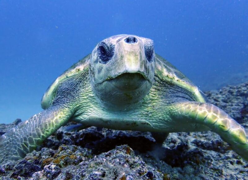 Lanzarote: 2 Guided Dives (Certified Divers Only) - Authentic Experiences from Reviewers