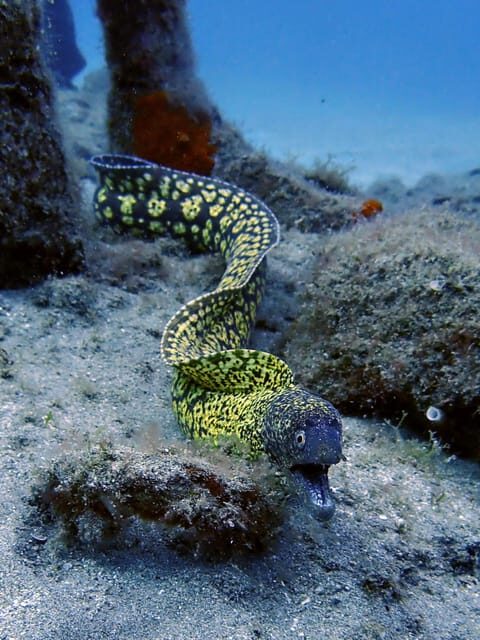 Lanzarote: 2 Guided Dives (Certified Divers Only) - FAQ