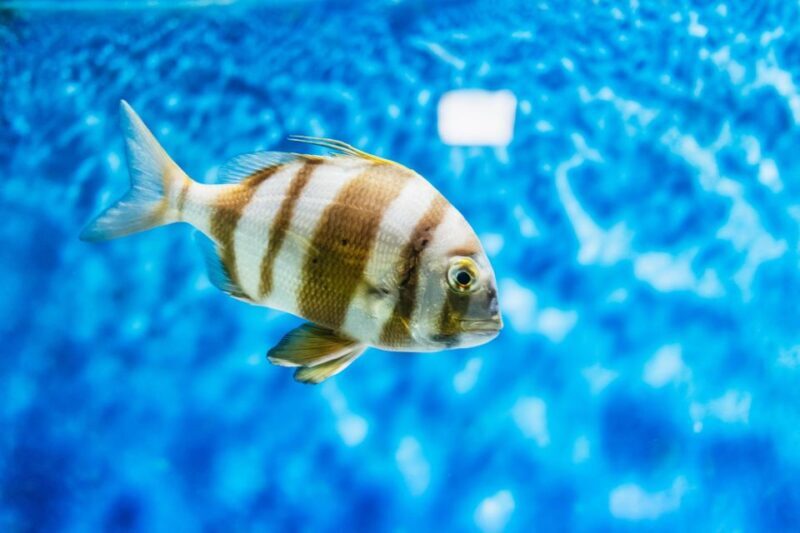 Lanzarote: Aquarium Entry Ticket - Key Points