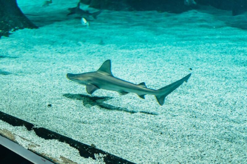 Lanzarote: Aquarium Entry Ticket - Practicalities to Keep in Mind