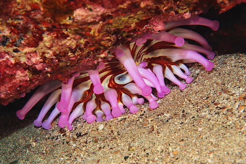 Lanzarote: Beginner Try Scuba Diving Costa Teguise (2 dives) - Key Points