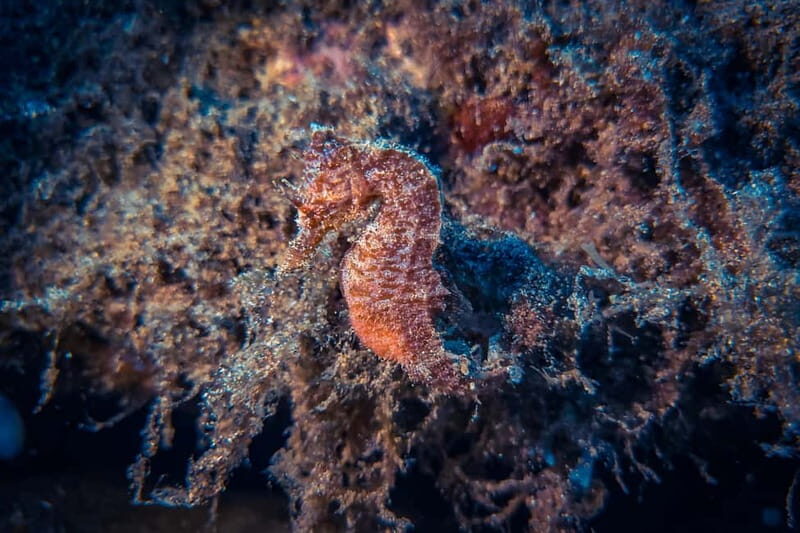 Lanzarote: Beginner Try Scuba Diving Costa Teguise (2 dives) - Authenticity & Real Experiences