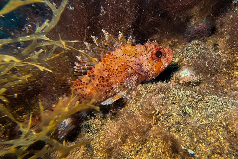 Lanzarote: Beginner Try Scuba Diving Costa Teguise (2 dives) - FAQ