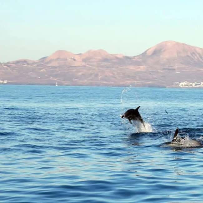 Lanzarote: Dolphin Watching by speedboat - Frequently Asked Questions