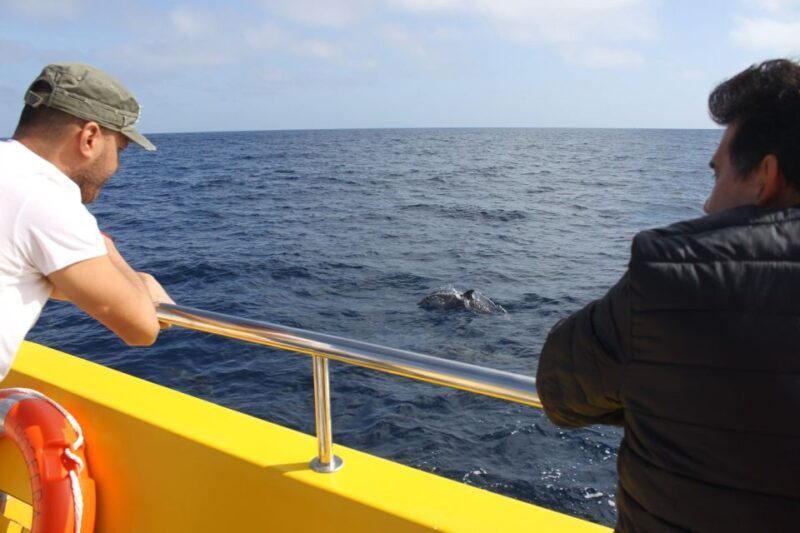 Lanzarote: Lobos Island Half-Day Dolphin Watching Trip - An In-Depth Look at the Lobos Island Dolphin Tour  
