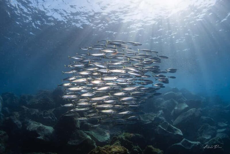 Lanzarote: Real Submarine Dive - What Does the Tour Entail?