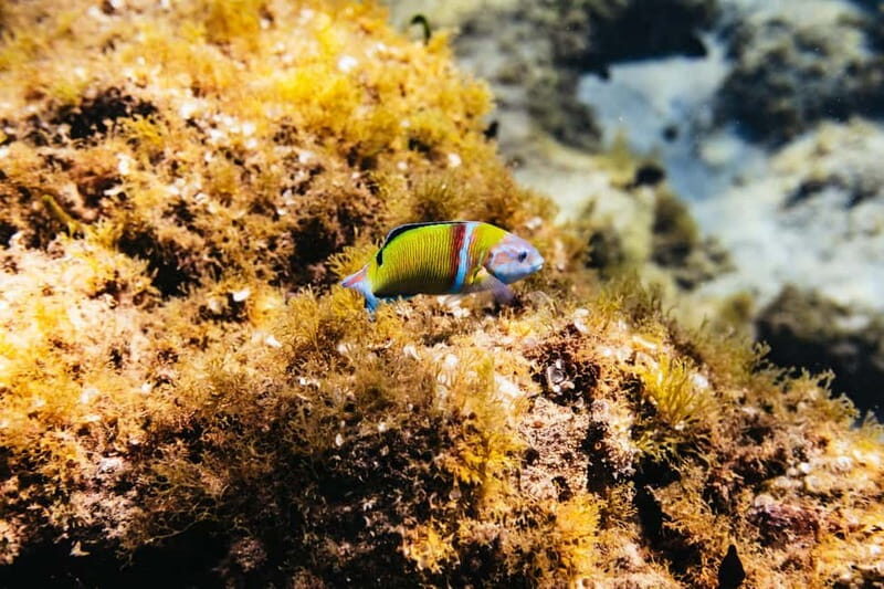 Lanzarote: Scuba Dive at Museo Atlántico for Beginners - Practical Tips and Considerations