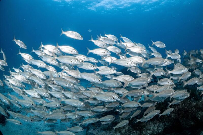 Lanzarote: Scuba Diving for Beginners with 2 Dives - Why This Scuba Tour Stands Out