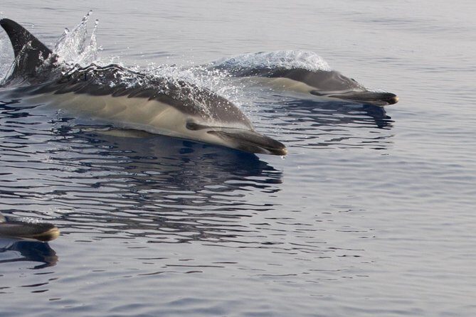 Lanzarote Sea Safari from Puerto calero - Exploring Lanzarote’s Coastline in Style