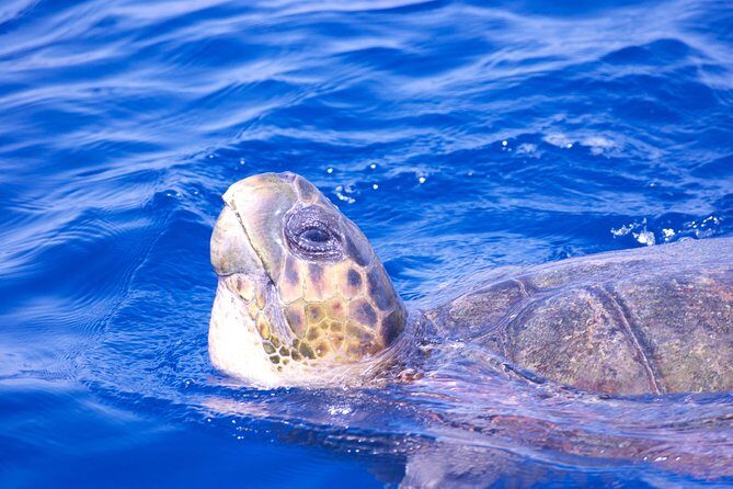 Lanzarote Sea Safari from Puerto calero - Who Will Love This Tour?