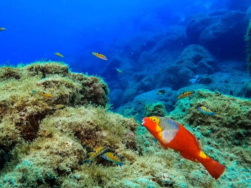 Lanzarote: Small-Group Discover Scuba Diving Costa Teguise - Price & Value: Is It Worth It?