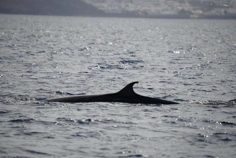 Lanzarote Sunset Experience with dolphin spotting - Lanzarote Sunset Experience with Dolphin Spotting: A Detailed Review