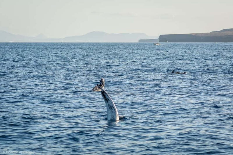 Lanzarote Sunset Experience with dolphin spotting - FAQ