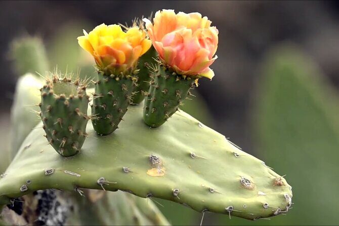 Lanzarote Tour: Lagomar Museum, Cactus Garden & La Graciosa - Final Thoughts