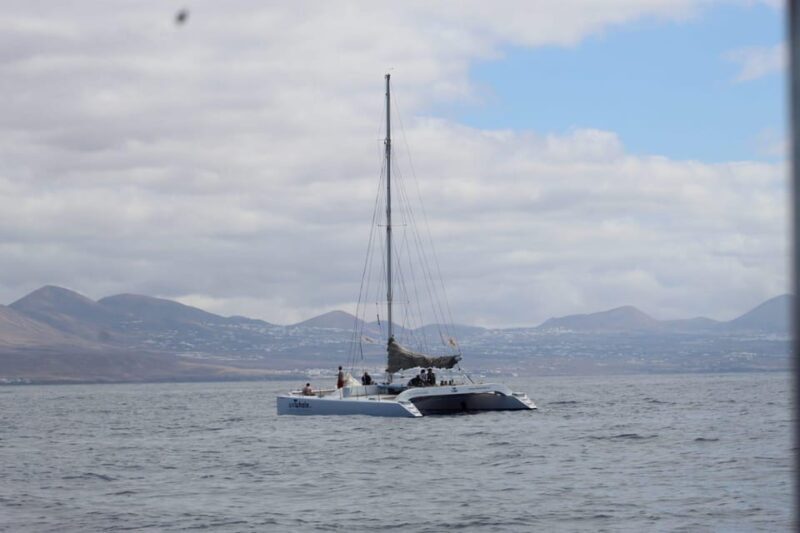 Lanzarote: Whale and Dolphin Watching Eco-Friendly Catamaran - Key Points