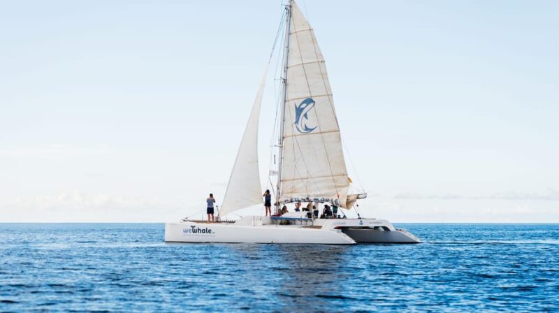 Lanzarote: Whale and Dolphin Watching Eco-Friendly Catamaran - The Value of the Experience