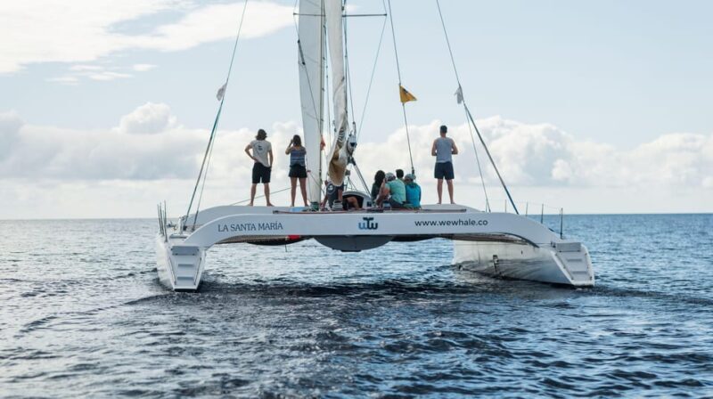 Lanzarote: Whale and Dolphin Watching Eco-Friendly Catamaran - Who Should Consider This Tour?