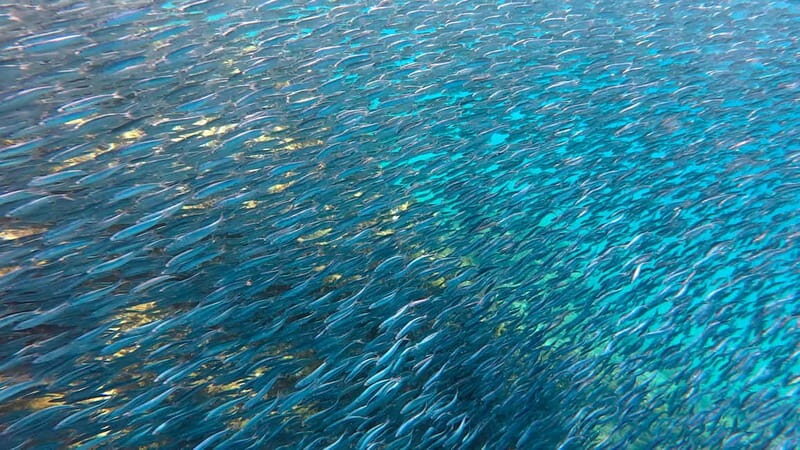 Lanzarote Your First Scuba Diving Experience - The Guide Experience: Why It Matters