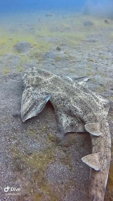 Lanzarote Your First Scuba Diving Experience - Frequently Asked Questions