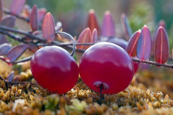 Lapland Berry Day Experience - Key Points