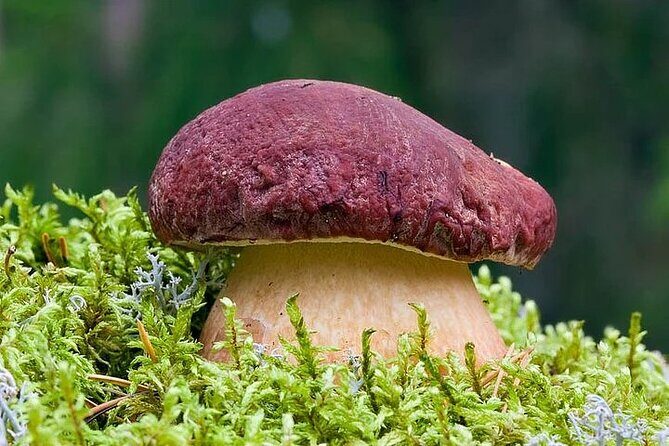 Lapland Berry Day Experience - The Itinerary Breakdown: What to Expect