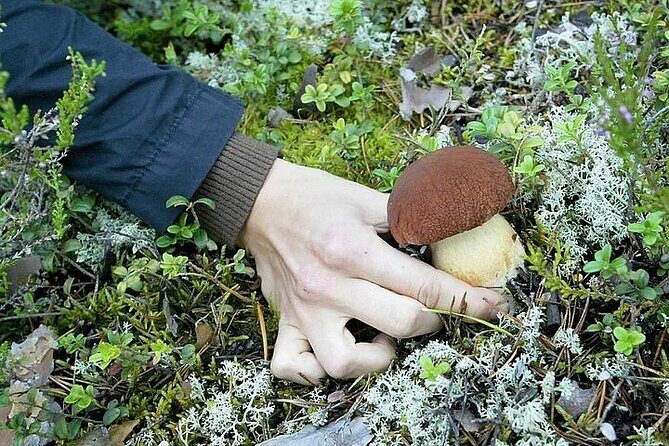 Lapland Berry Day Experience - Practical Tips for Your Foraging Adventure