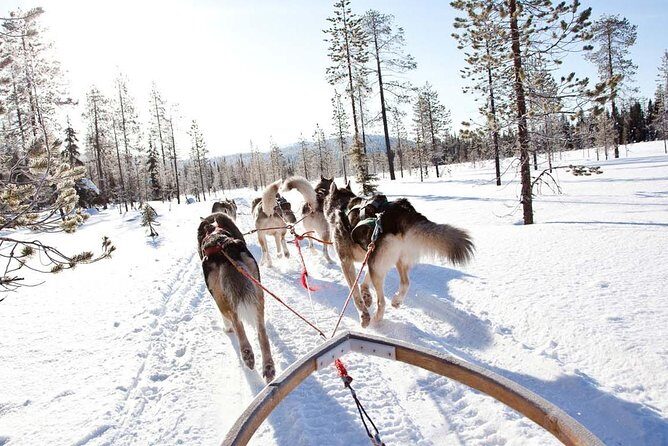Lapland Husky Safari from Saariselkä - A Detailed Look at the Saariselkä Husky Safari