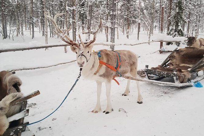 Lapland Reindeer and Husky Safari from Levi - The Sum Up: Who Will Love This Tour?