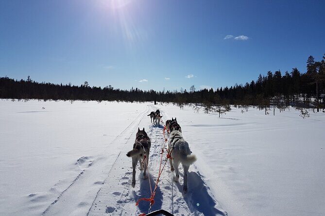 Lapland Reindeer and Husky Safari from Levi - FAQ