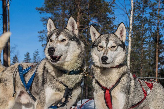 Lapland Reindeer and Husky Safari from Rovaniemi - Who Will Love This Experience?