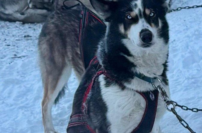 Large Groups for Mushing Activity - Final Thoughts: Is This Tour Worth It?