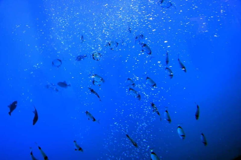 Larnaca: Yellow Submarine Swim Cruise with Unlimited Drinks - How the Tour Starts and the Meeting Point  