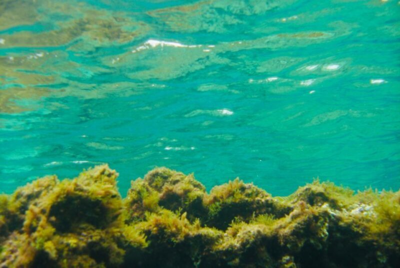 Las Canteras Scuba Diving - What to Expect from Your Las Canteras Scuba Adventure