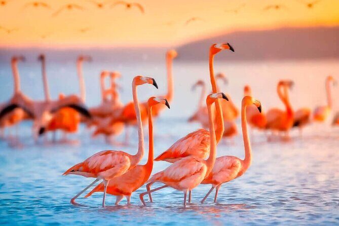 Las Coloradas and Rio Lagartos only from Merida - The Itinerary Breakdown: What to Expect