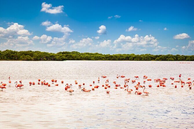 Las Coloradas and Rio Lagartos only from Merida - FAQ