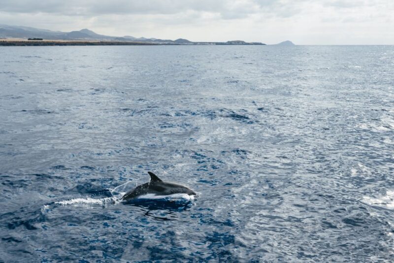 Las Galletas: Whale & Dolphin Tour with Local Skipper - What’s Included and What You Should Know