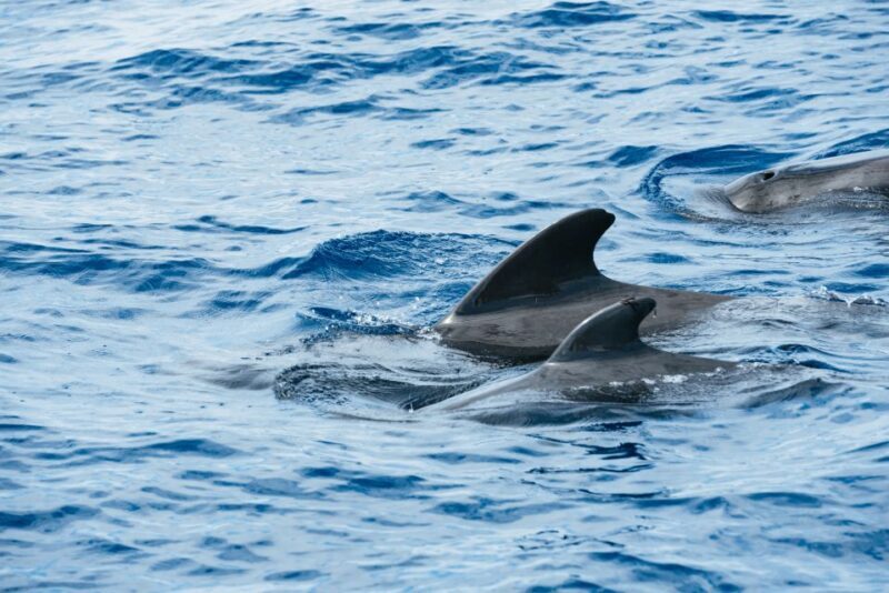 Las Galletas: Whale & Dolphin Tour with Local Skipper - The Value of This Tour