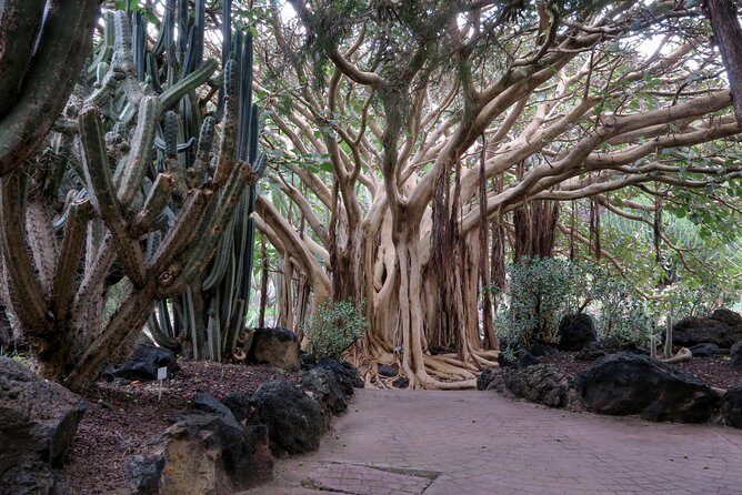 Las Palmas, Botanical Garden & Bandama Crater tour - Gran Canaria - Who Will Enjoy This Tour Most?