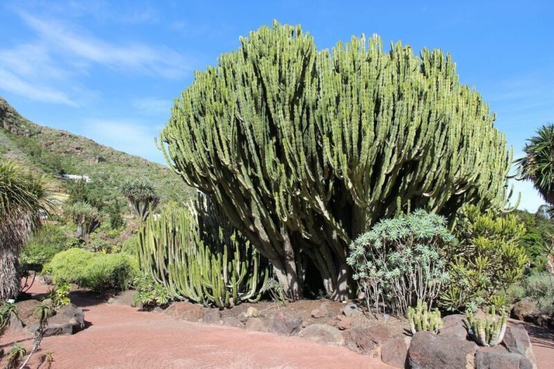 Las Palmas, Botanical Gardens and Bandama Volcano Tour - FAQ