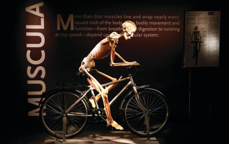 Las Vegas: BODIES | The Exhibition at the Luxor - Key Points