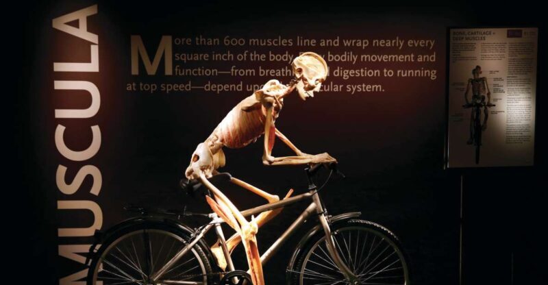 Las Vegas: BODIES | The Exhibition at the Luxor - What’s Included and The Entry Process