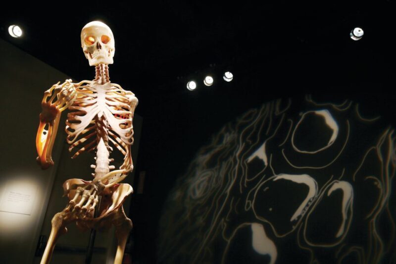 Las Vegas: BODIES | The Exhibition at the Luxor - The Exhibits: What You’ll See