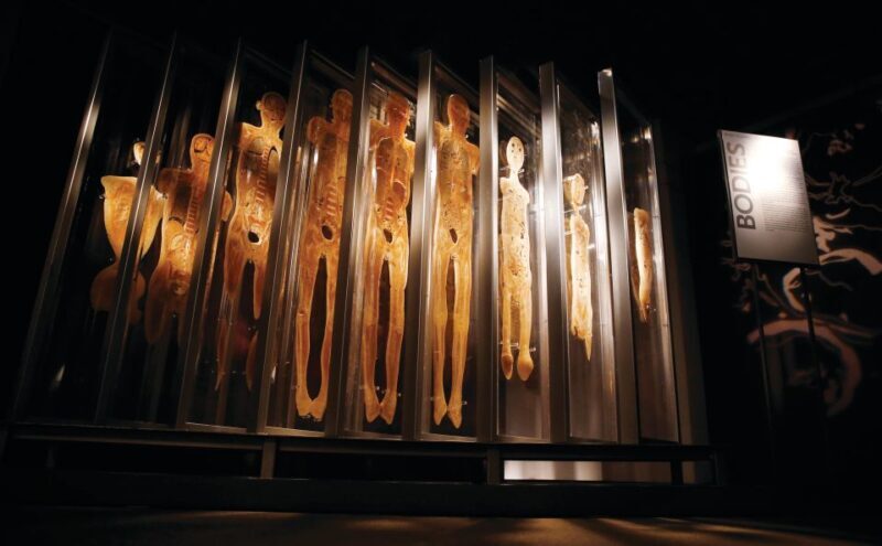 Las Vegas: BODIES | The Exhibition at the Luxor - Who Will Love This Exhibit?