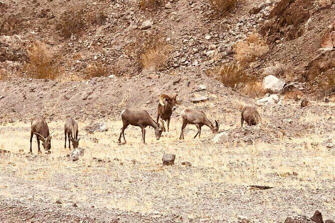 Las Vegas: Guided Kayak Tour from Willow Beach to Emerald Cave - FAQ  