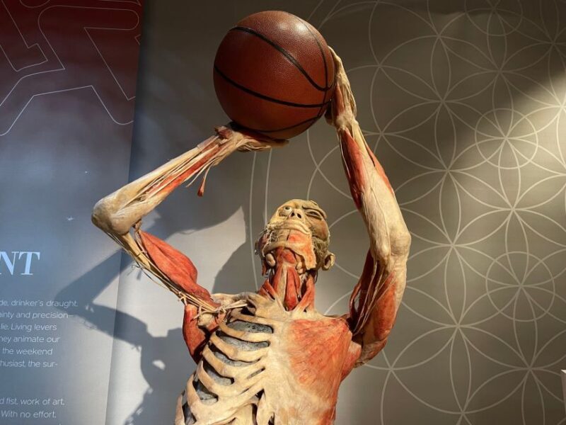 Las Vegas: REAL BODIES at Horseshoe Las Vegas Entry Ticket - What to Expect at the REAL BODIES Exhibit